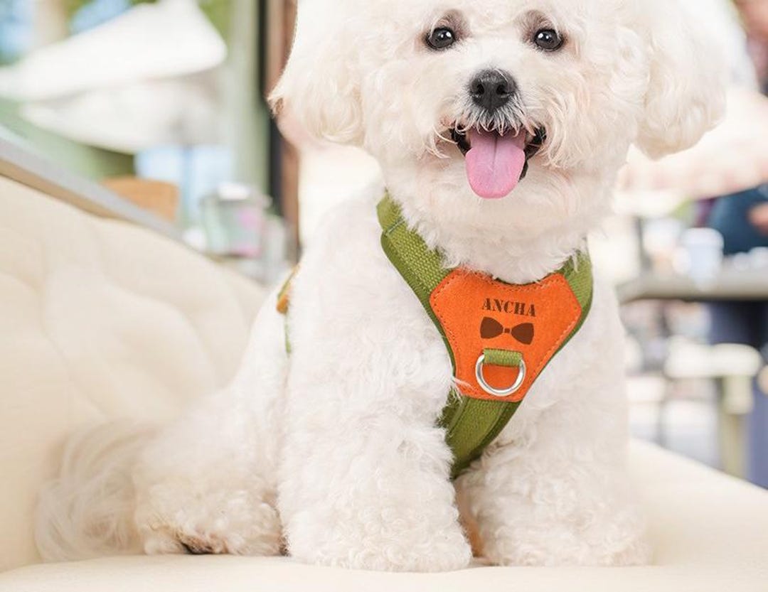 Personalized Harness Leash, Custom Puppy Harness Set, Luxury Pet ...