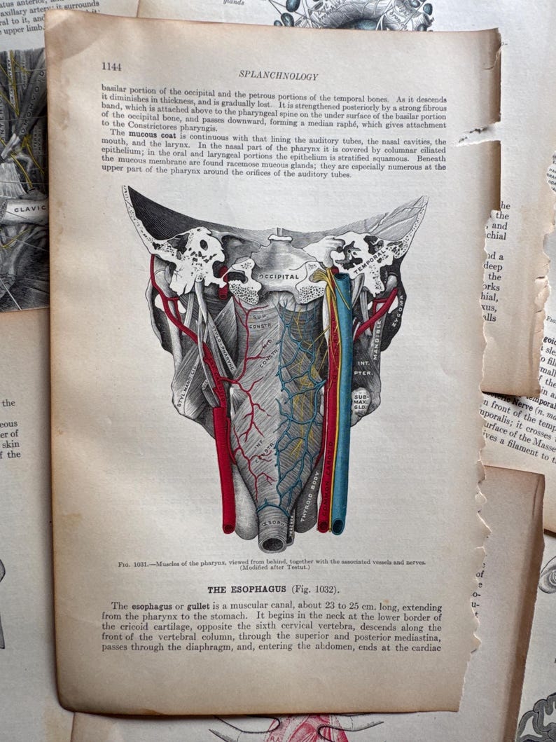Antique Anatomy Lithographs: 1918 Gray's Anatomy Book Plates - Set of 8 ...