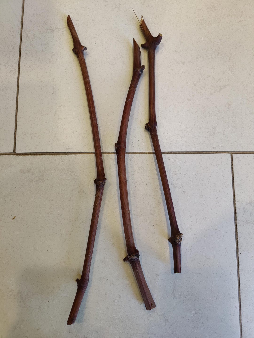 Mars Seedless Grape Scion Cuttings 3 Sticks - Etsy