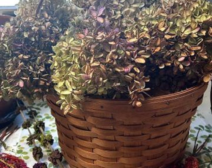 Dried Hydrangea W/ Late Season Fall Colors of Blooms W/ Stems of ...
