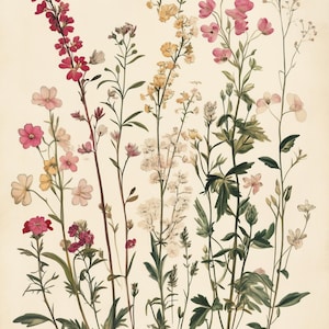 Antique Botanical Print | Vintage Wildflower Illustration | 1800s ...