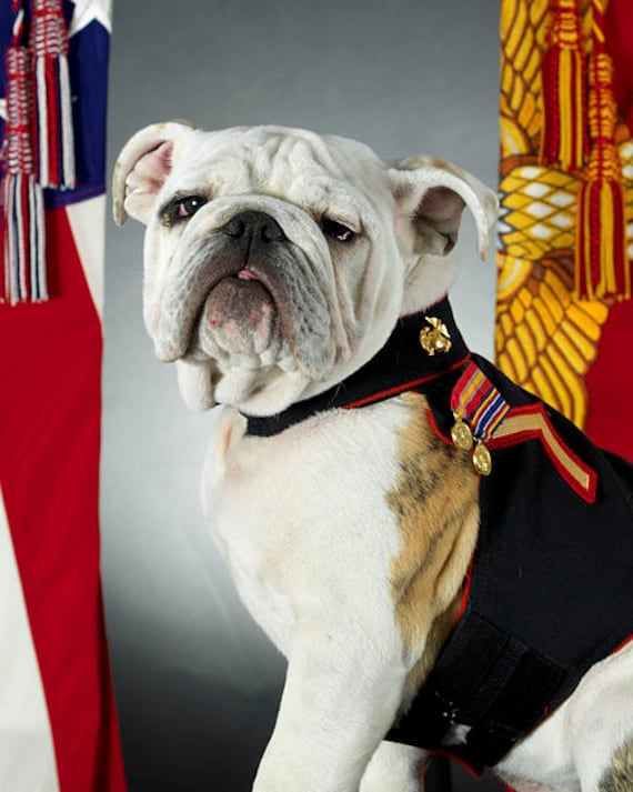 Chesty XIV United States Marine Corp Mascot Image Suitable for - Etsy