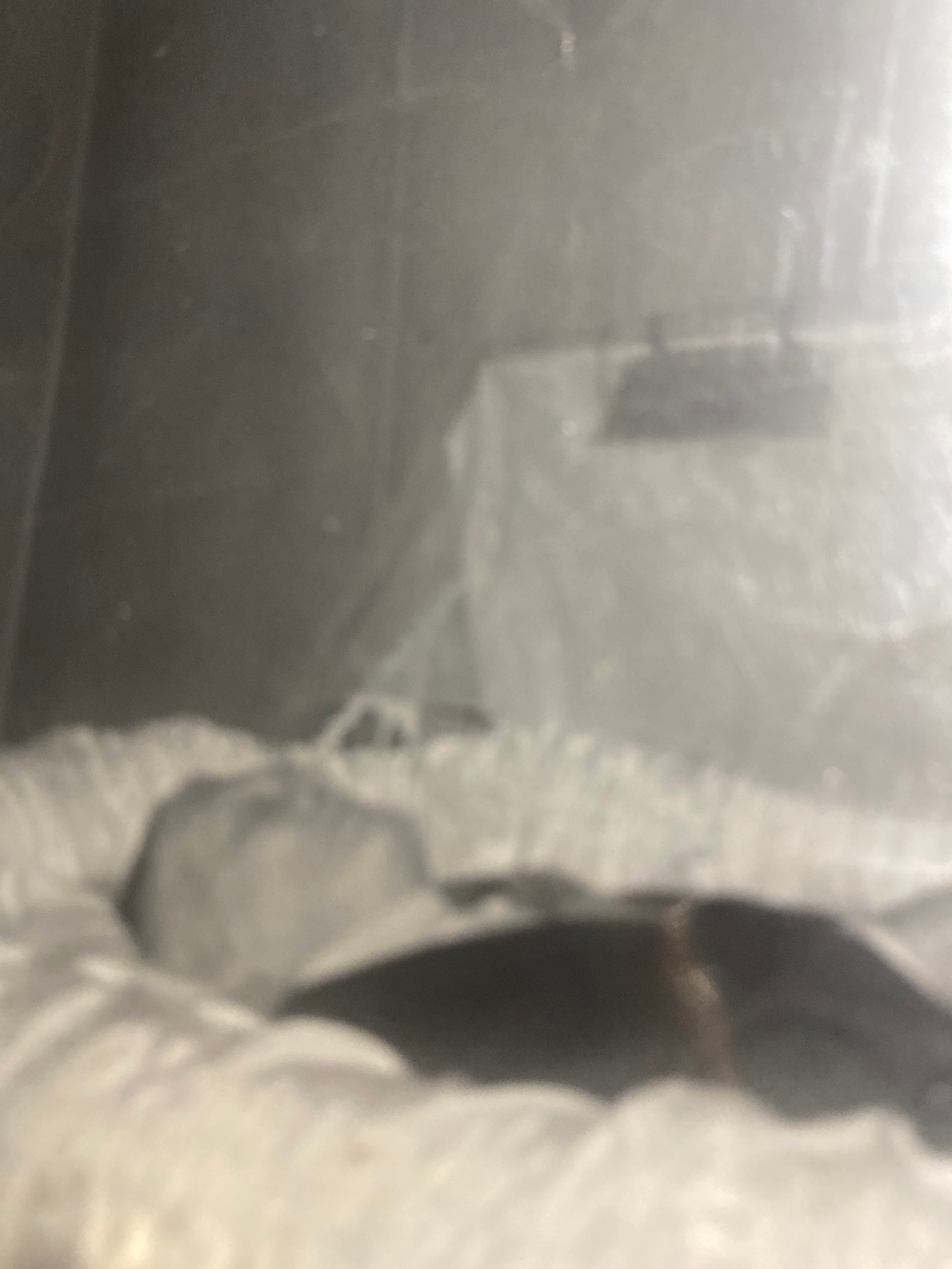 Open Casket Death Funeral Photo Vintage Image Original - Etsy