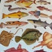 Vintage Fish Print: North Atlantic Fishes, Circa 1912 (6 1/2 X 10) - Etsy