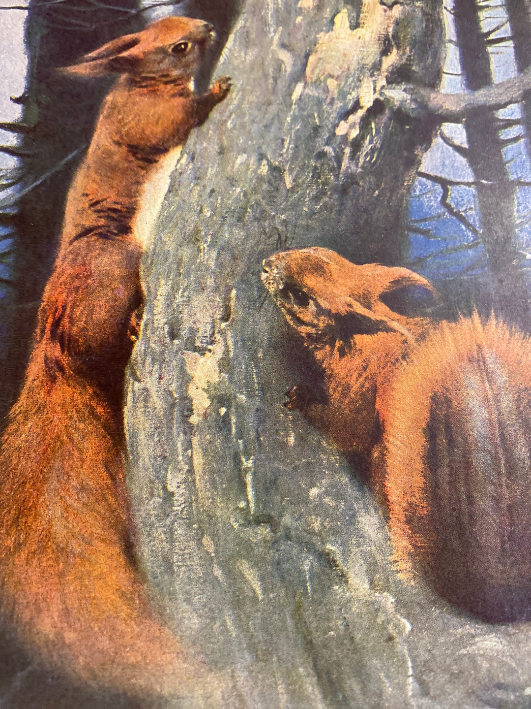 Red Squirrels Book Page Print Circa 1912 6 X 9 1/2. Vintage - Etsy