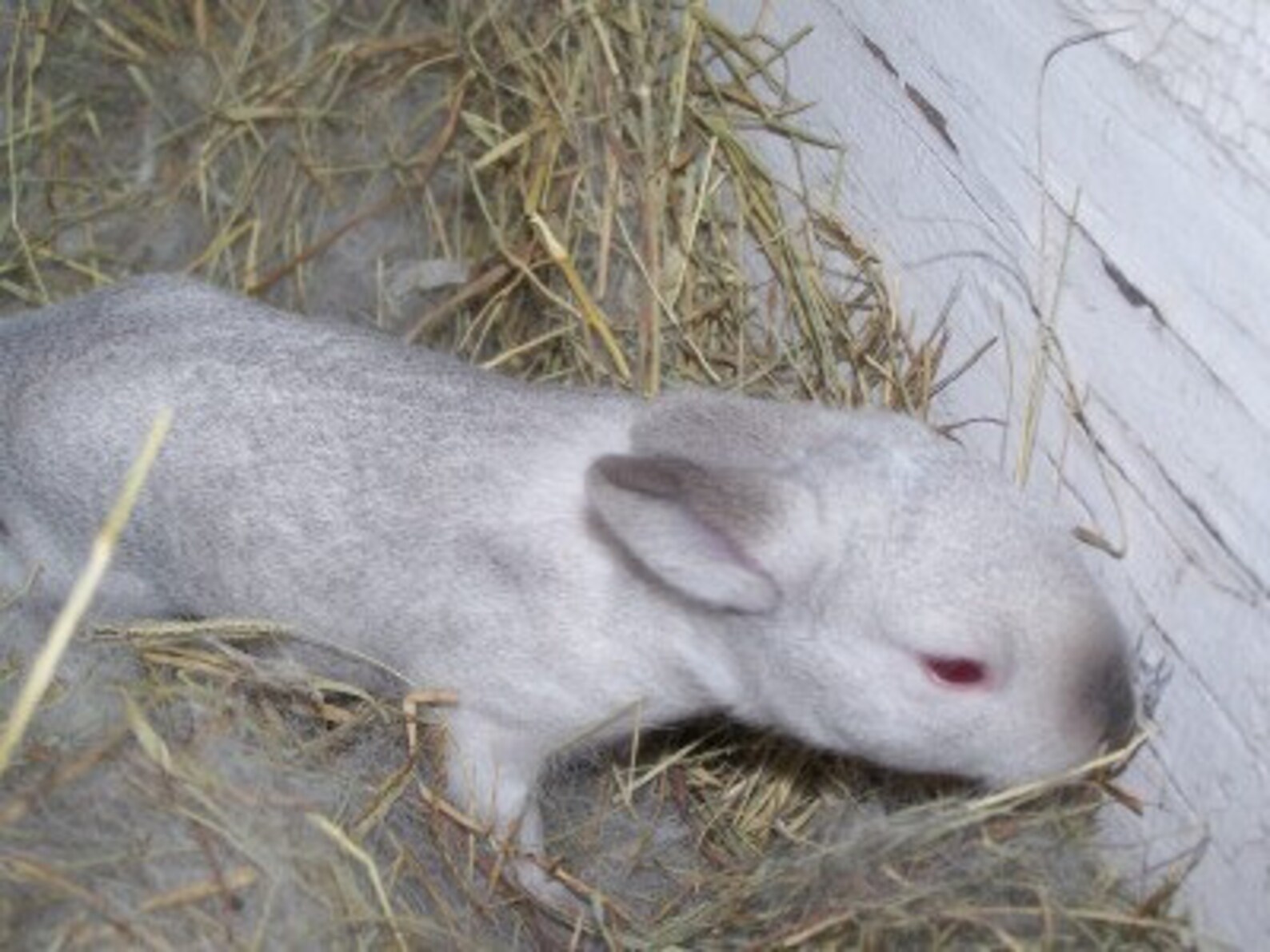 Rabbit Manure Fertilizer Green side dressing Gardening garden | Etsy