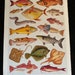 Vintage Fish Print: North Atlantic Fishes, Circa 1912 (6 1/2 X 10) - Etsy