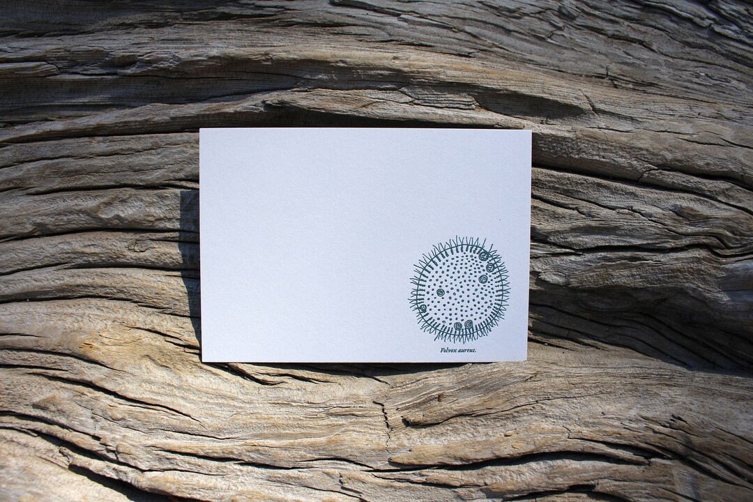 Set of 6 Algae Letterpress Notecard Volvox 4bar Flat Card, Science ...