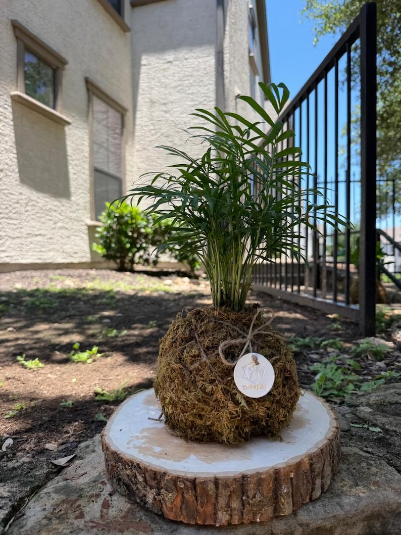 Parlor Palm Kokedama - Live Chamaedorea Elegans Moss Ball, Tropical ...