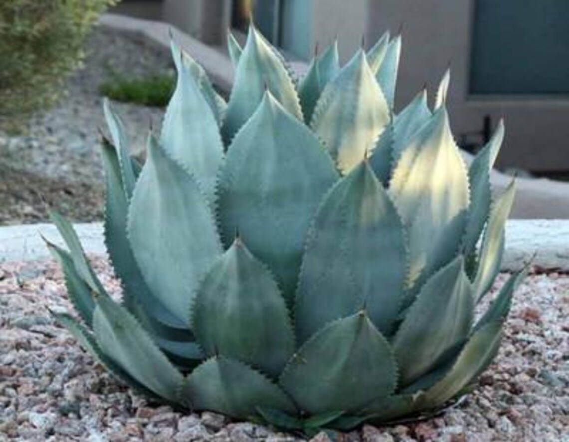 Agave Celsii 'nova', Nova Agave - Etsy