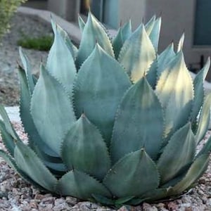 Agave Celsii 'nova', Nova Agave - Etsy