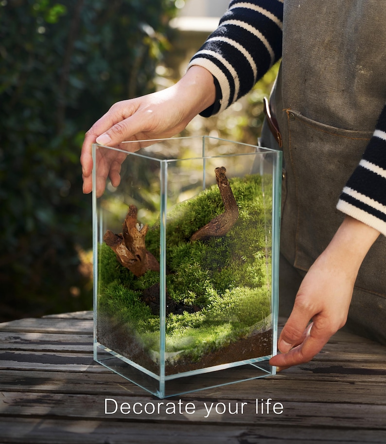 Terrarium Kit With Grow Light. Includes Glass Jar, Tool Set, Live Moss ...