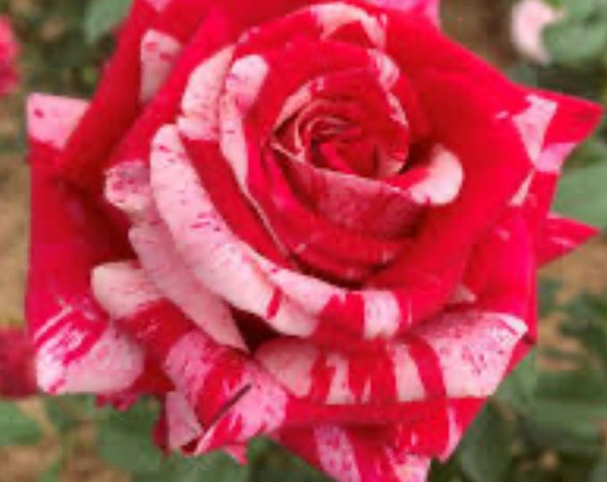 Avante Rose Bush - Etsy