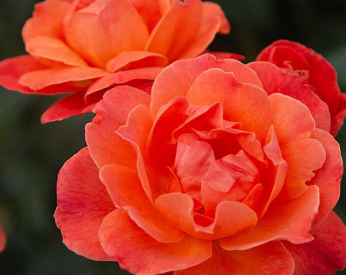 Livin Easy Rose* Bush Floribunda Bare Root! Live Starter Plant!! - Etsy