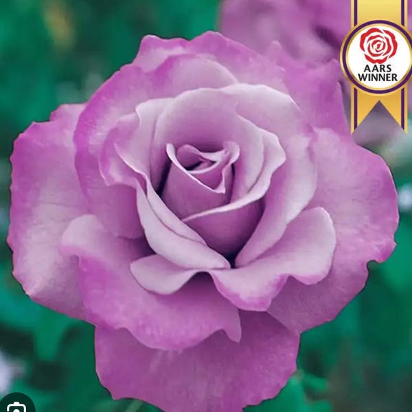 Purple Rose Bush - Etsy