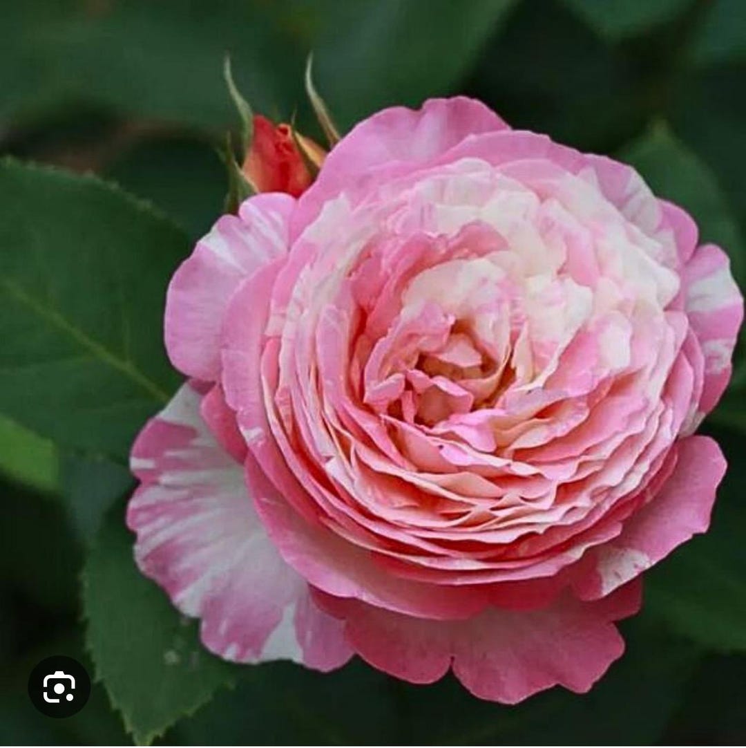 Marc Chagall Rose Bush - Live Starter Plant - Etsy