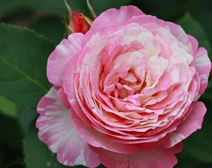 Marc Chagall Rose Bush - Live Starter Plant - Etsy
