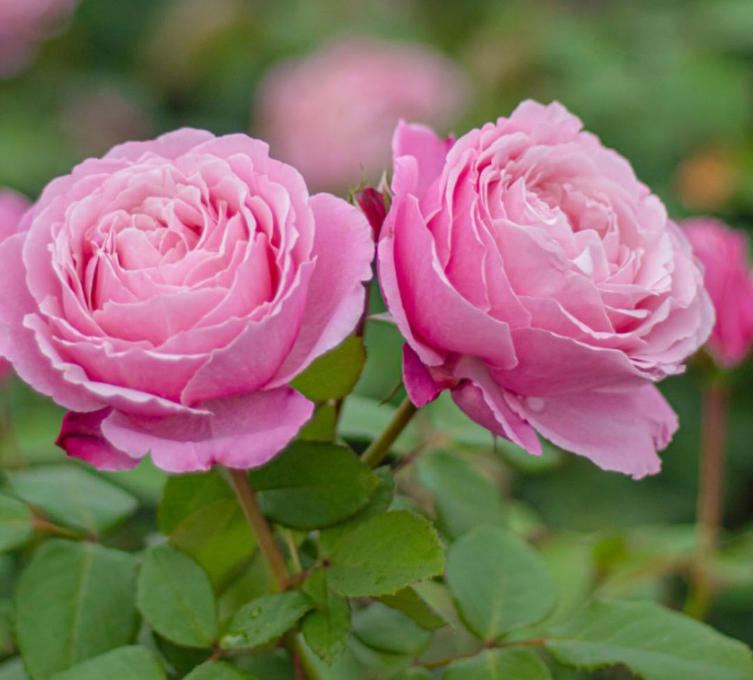 Cathedral Bells Rose* Bush Shrub Bare Root! Live Starter Plant!! - Etsy