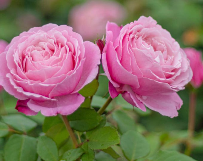 Cathedral Bells Rose* Bush Shrub Bare Root! Live Starter Plant!! - Etsy