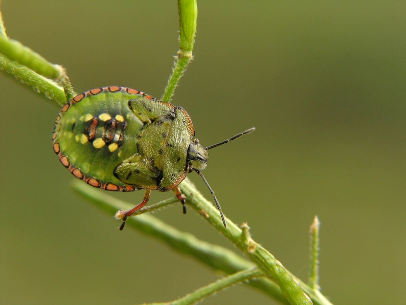 Stink Bug Removal Guide: Natural, Pesticide-free (digital Download) - Etsy