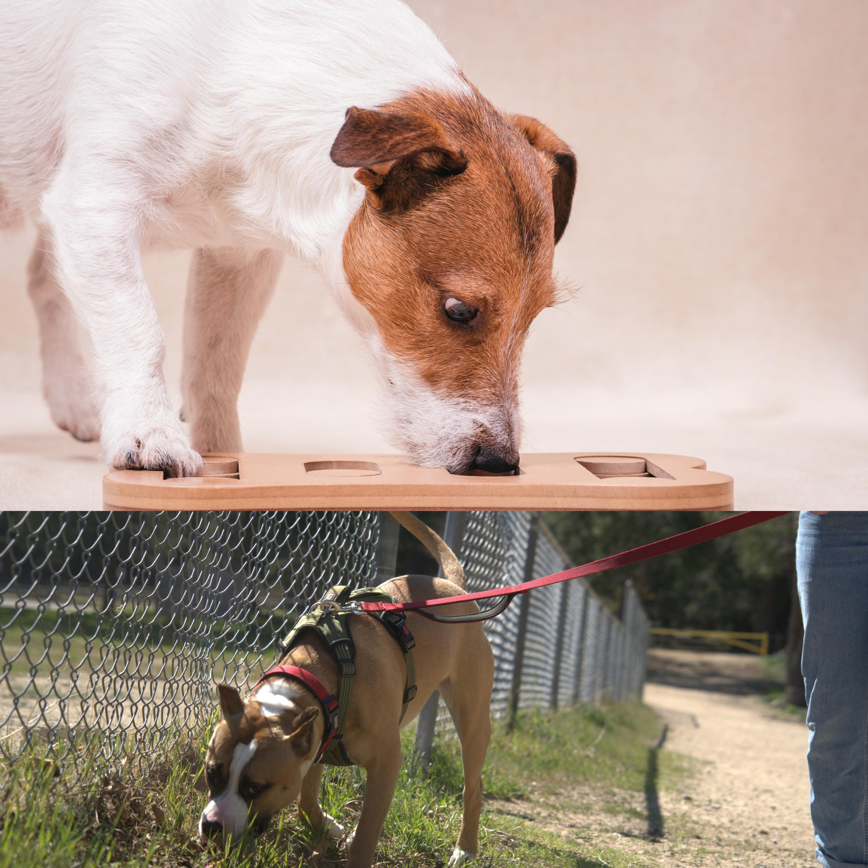 Professional Guide to Training Bed Bug Detection Dogs - Etsy