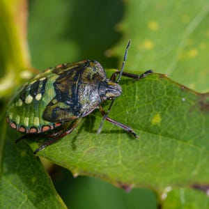 Stink Bug Removal Guide: Natural, Pesticide-free (digital Download) - Etsy