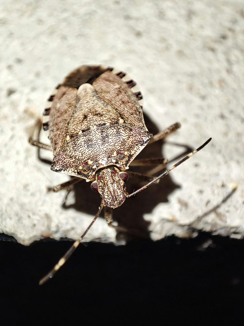 Stink Bug Removal Guide: Natural, Pesticide-free (digital Download) - Etsy