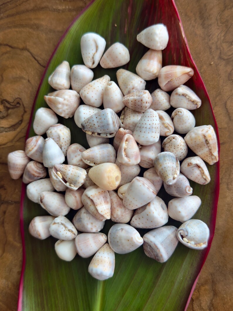 Hawaiian Shell Bangle - Etsy