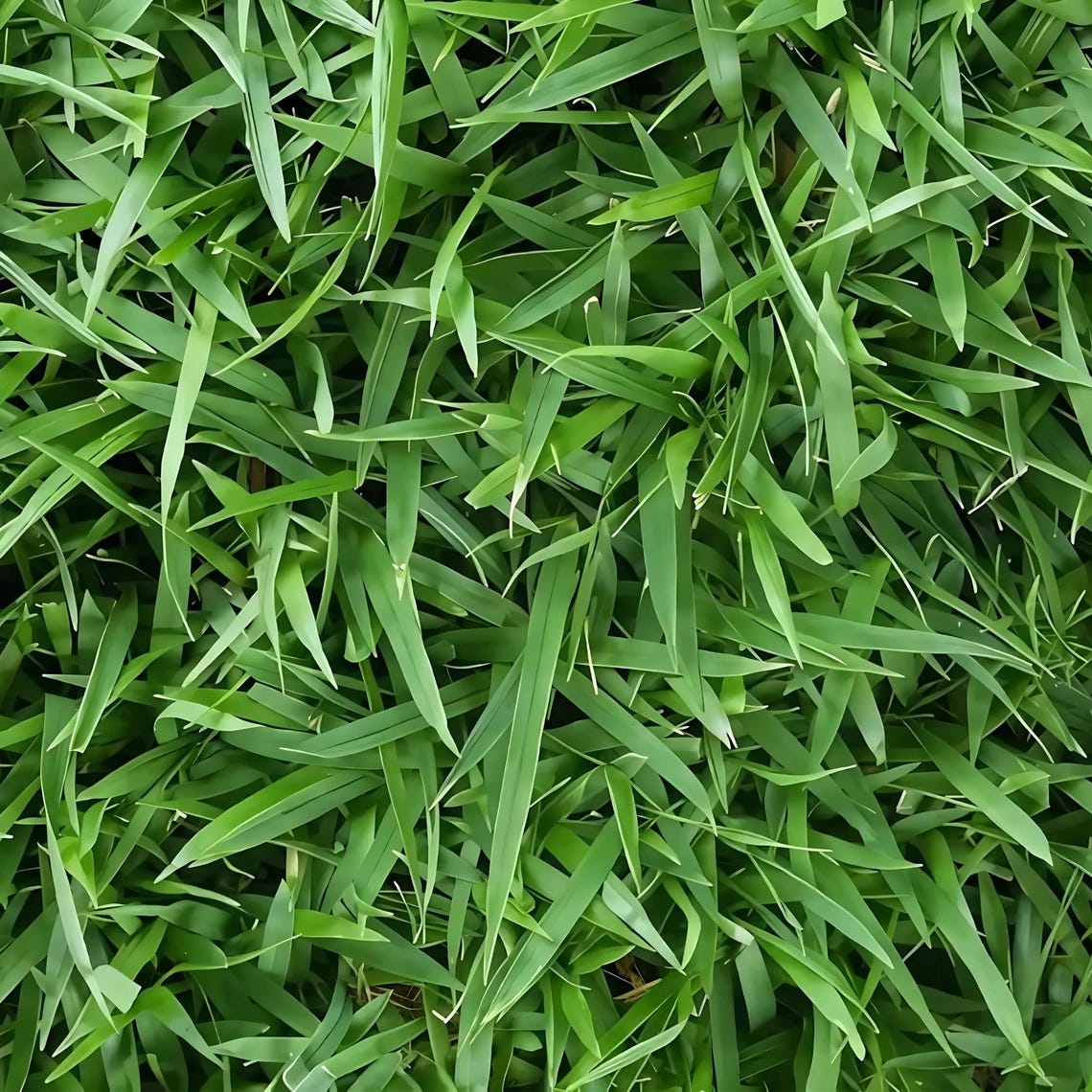 Zoysia Grass Seeds: Korean Zoysia Japonica, Drought-tolerant Lawn - Etsy