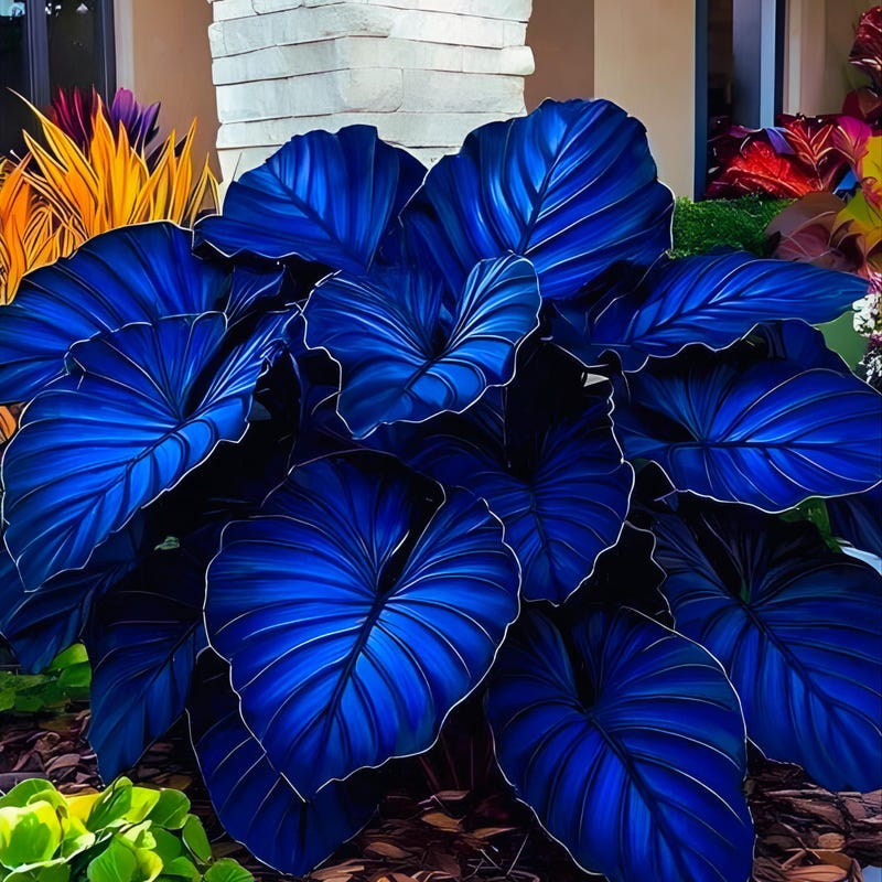 Blue Black Elephant Ears - Etsy