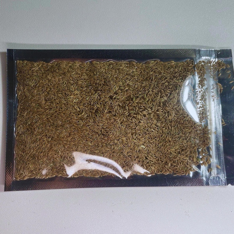 Zoysia Grass Seeds: Korean Zoysia Japonica, Drought-tolerant Lawn - Etsy