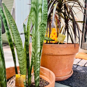 Hot Girls Have House Plants & Depression, Plant Stake, Plant Marker ...