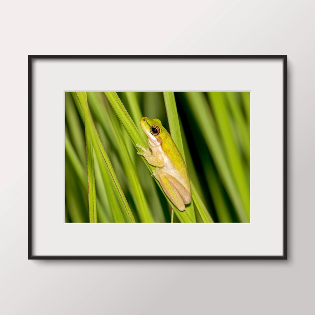 Tiny Tree Frog Art Print | Native Australian Wildlife Art | Green Tree ...