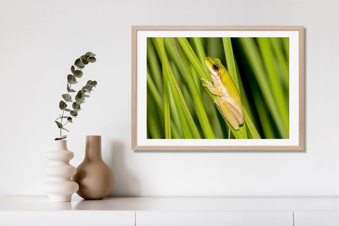 Tiny Tree Frog Digital Download | Native Australian Wildlife Art ...
