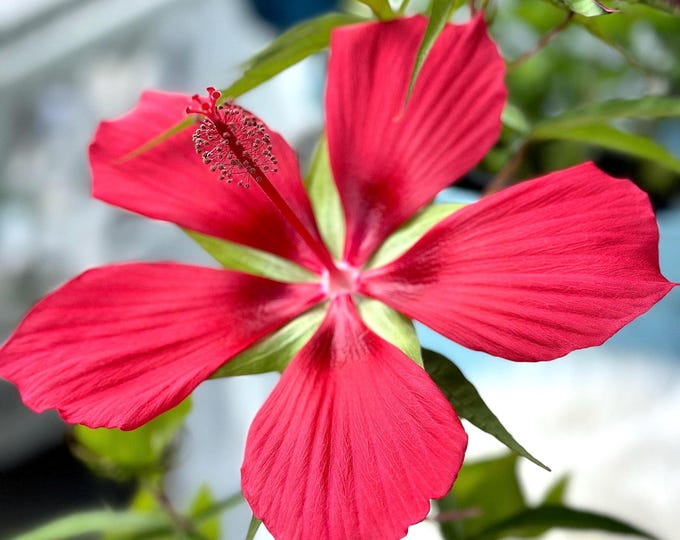 Red Texas Star Hibiscus, Aka ~ Scarlet Rose Mallow| Perennial | Super ...