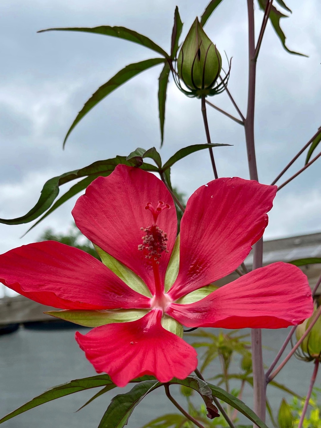 Red Texas Star Hibiscus, Aka Scarlet Rose Mallow Perennial Super Easy ...
