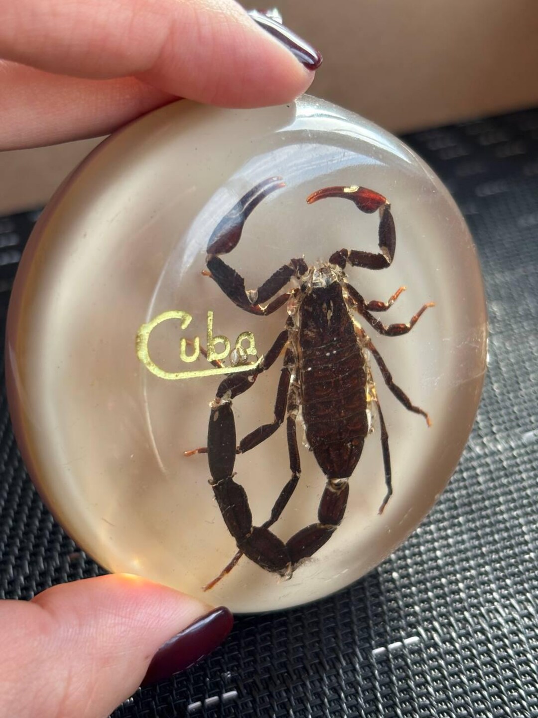 Rare Collectible Scorpion, USSR Era, Vintage Scorpion, in Acrylic Box ...