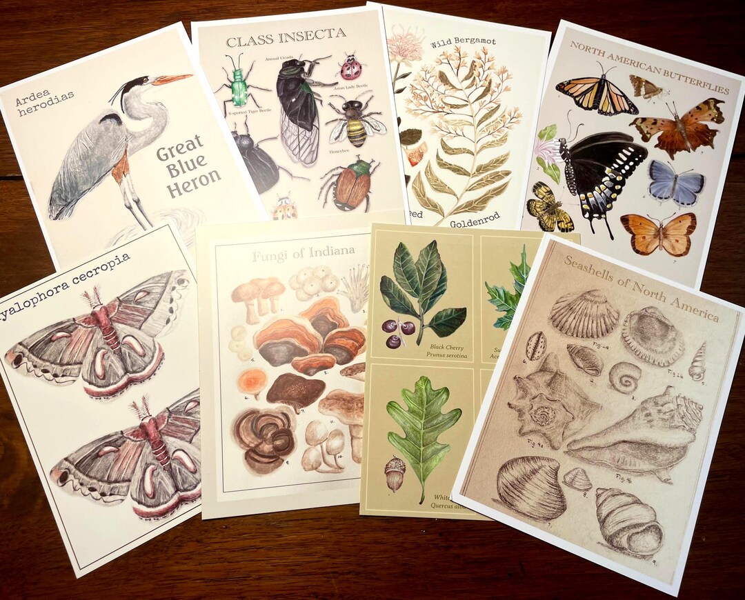 Postcard Gift Set, 8 Cards - Etsy