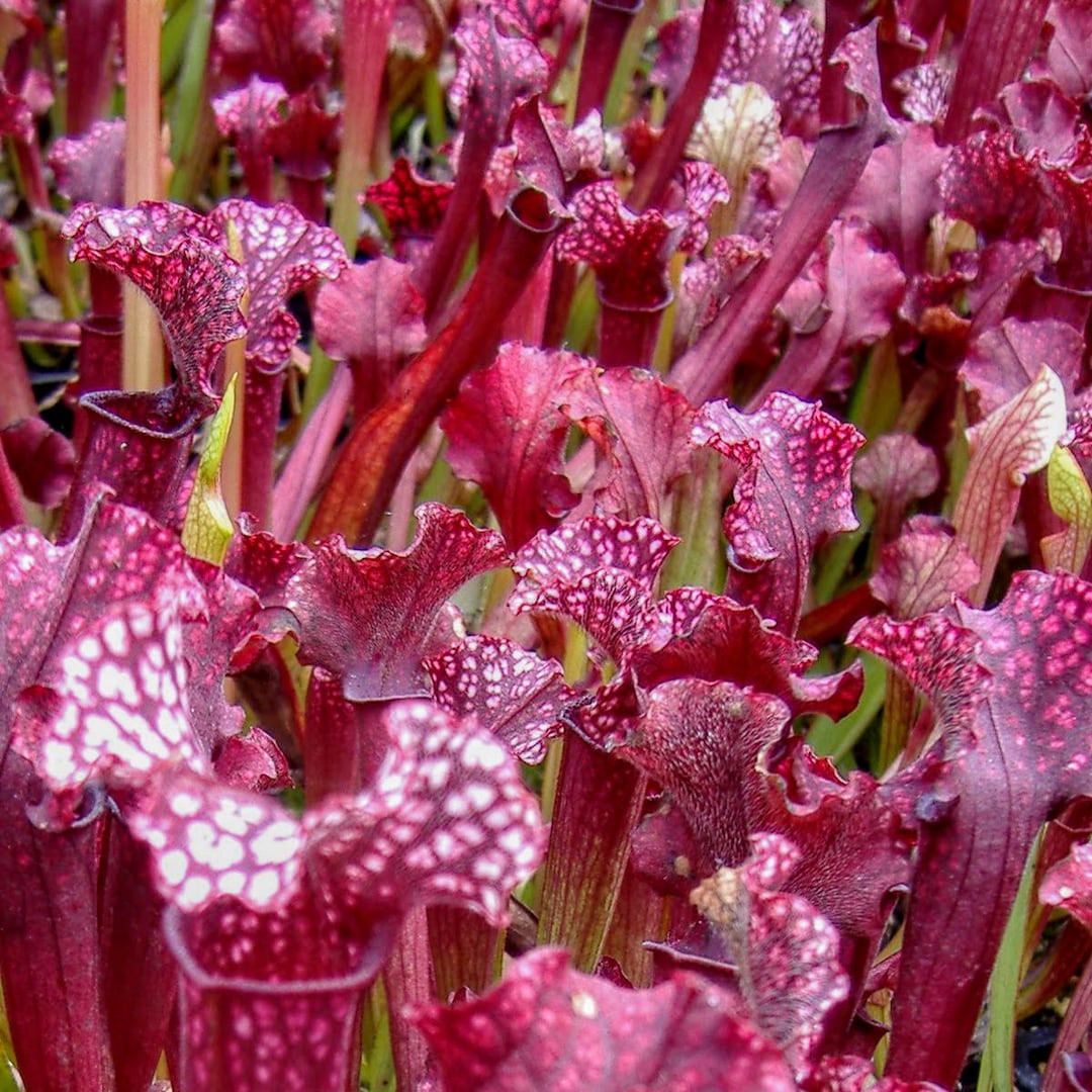 Sarracenia "judith Hindle" – Mature Carnivorous Pitcher Plant, Nursery ...