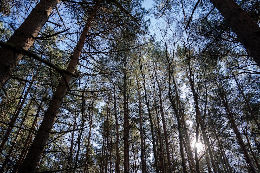 Sunlit Forest Canopy Photography Print - Tranquil Woodland Nature Art ...