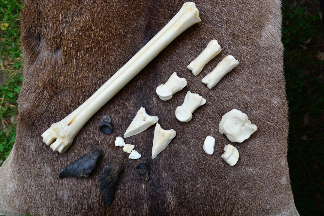 Red Deer Leg Bone Set With Hoof, Oddity Display, Horn, Deer Bones - Etsy