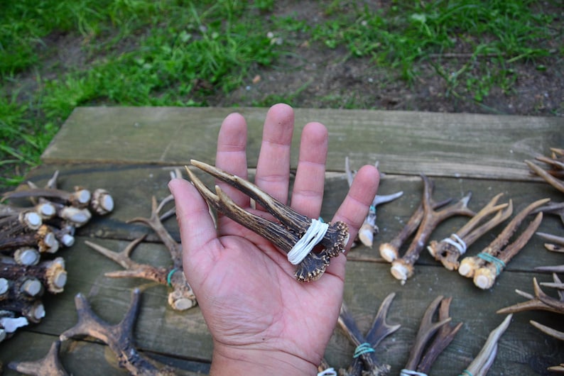 Roe Deer Antlers: Natural Sheds for Crafting & Decor - Etsy