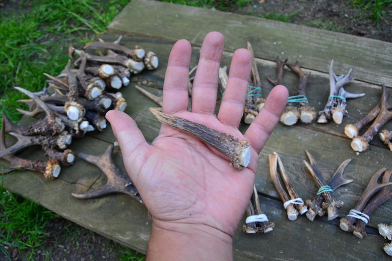 Roe Deer Antlers: Natural Sheds for Crafting & Decor - Etsy