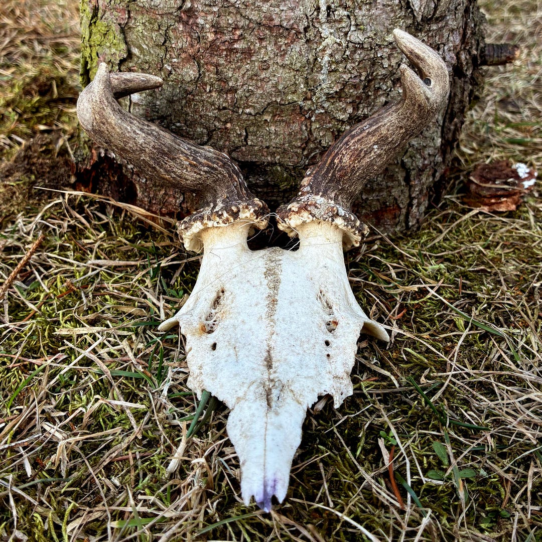 Rare Roe Deer Skull - Real Capreolus Capreolus Antlers - Unusual Antler ...