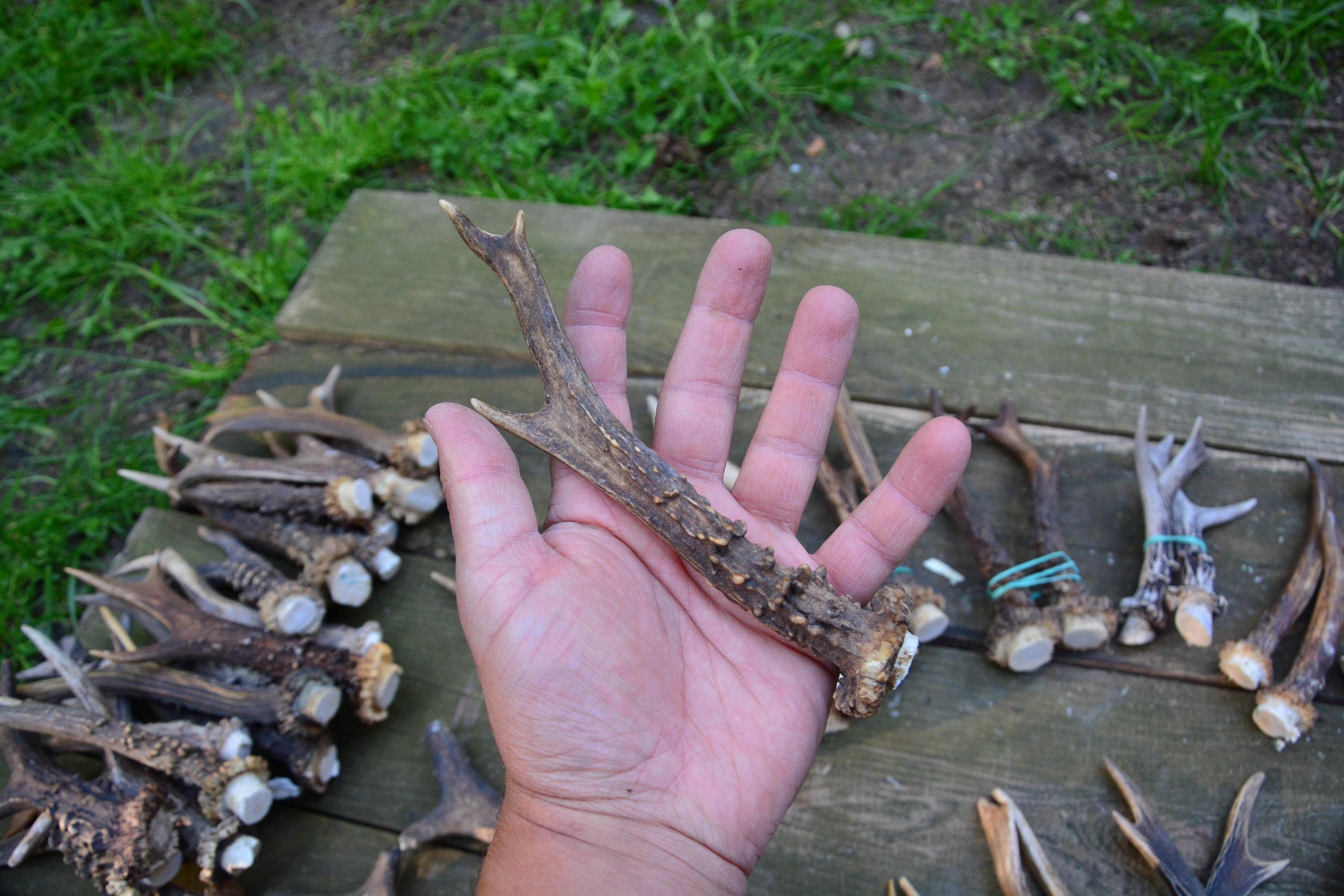 Roe Deer Antlers: Natural Sheds for Crafting & Decor - Etsy