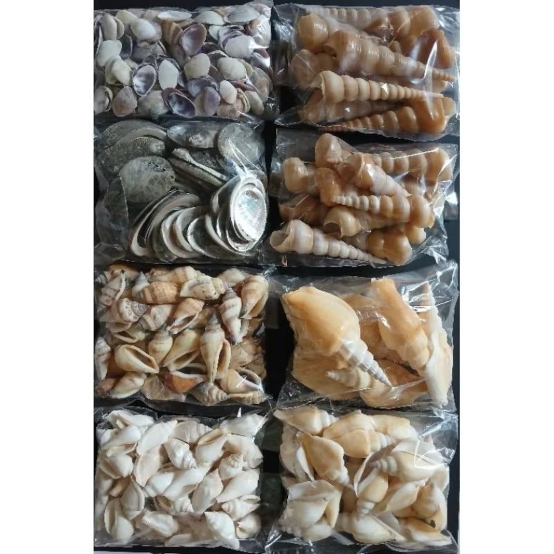 100g Pack of Real Seashells | DIY, Art Projects, Resin Fillers, Home Decor - Etsy