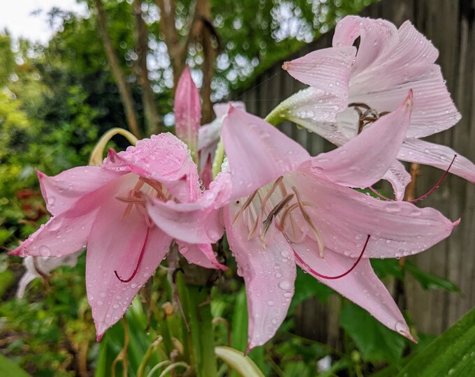Pink Crinum Lily 1 Plant Bulb Crinum Asiaticum - Etsy