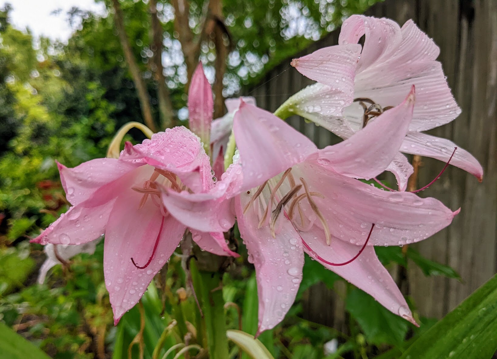 Pink Crinum Lily 1 Plant Bulb Crinum Asiaticum - Etsy