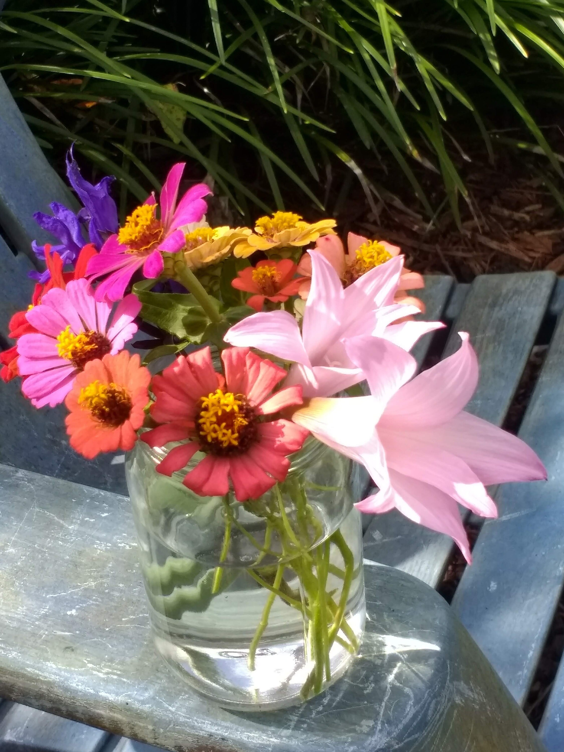 2 Light Pink Rain Lily Bulbs - Etsy