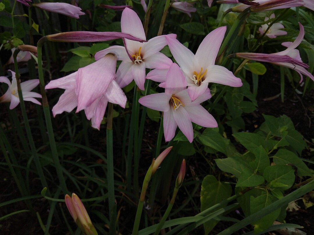 2 Light Pink Rain Lily Bulbs - Etsy